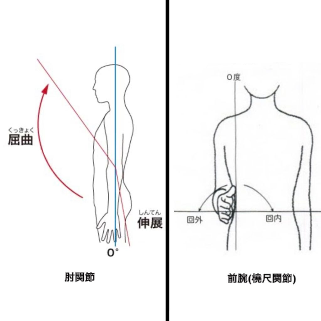 解剖学基礎知識 | BeMo Plus