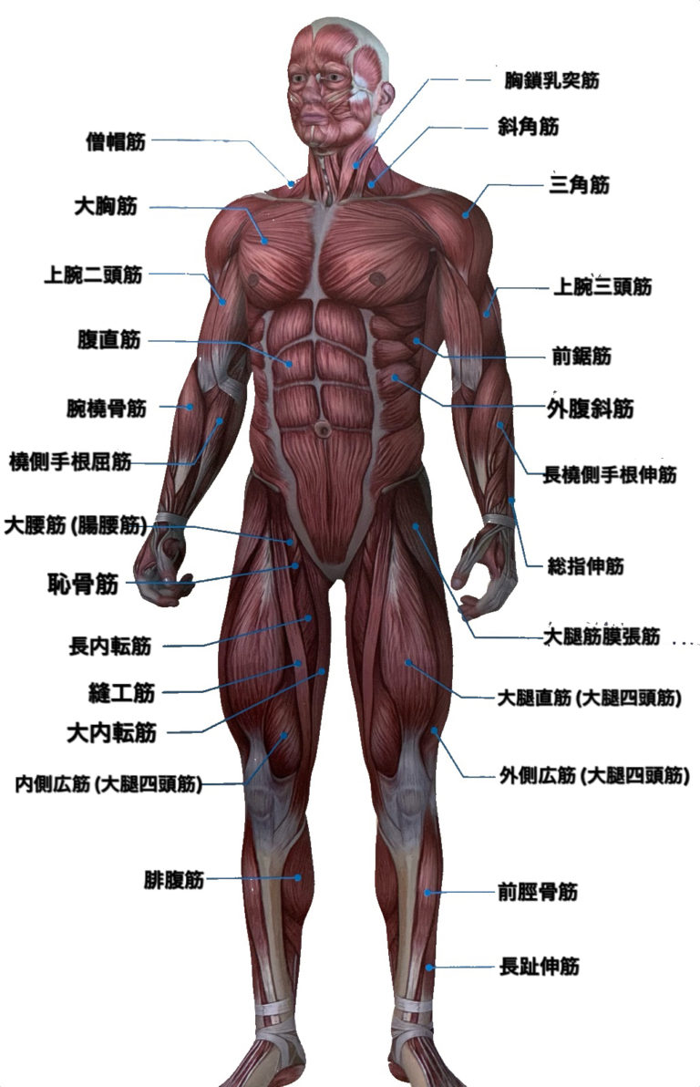解剖学基礎知識 | BeMo Plus